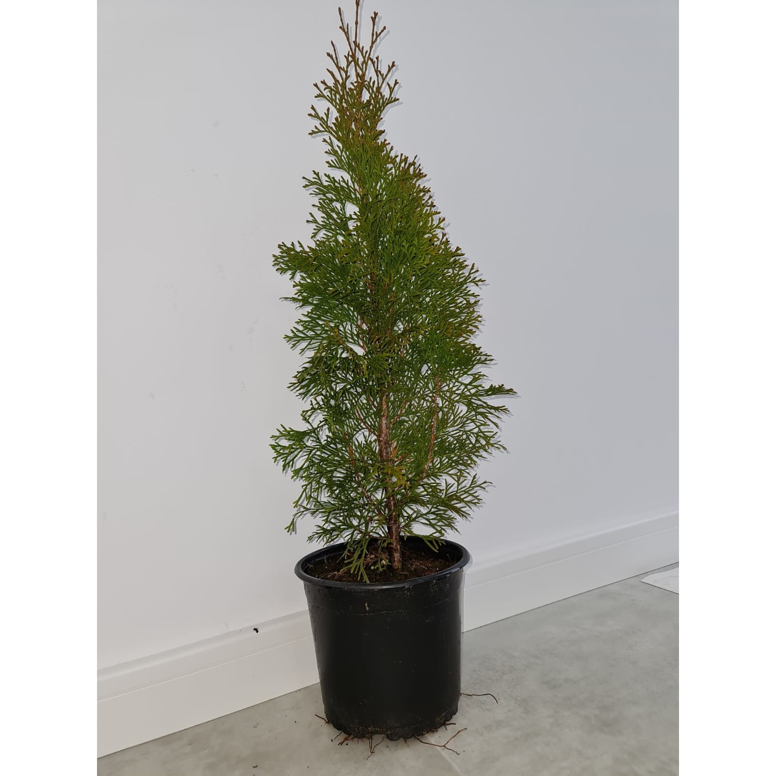 Set 20 bucati Tuia (Thuja) Smaragd, exterior, verde, 60-80 cm - eMAG.ro