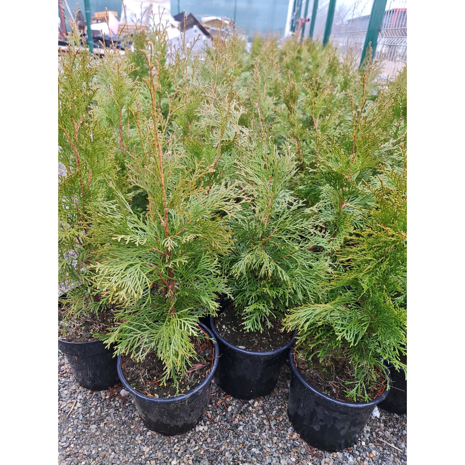 Set 20 bucati Tuia (Thuja) Smaragd, exterior, verde, 60-80 cm - eMAG.ro