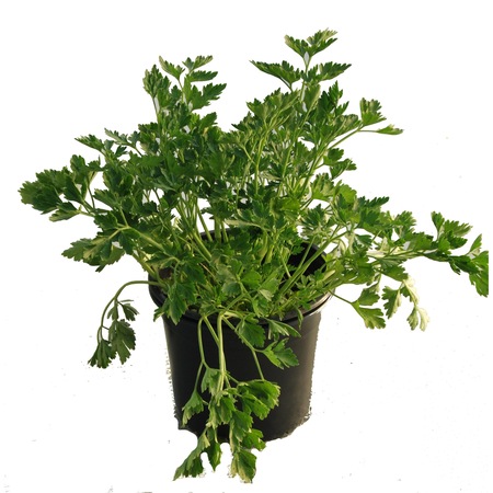 Patrunjel comun in ghiveci 17cm diametru, 35-45cm inaltime - eMAG.ro