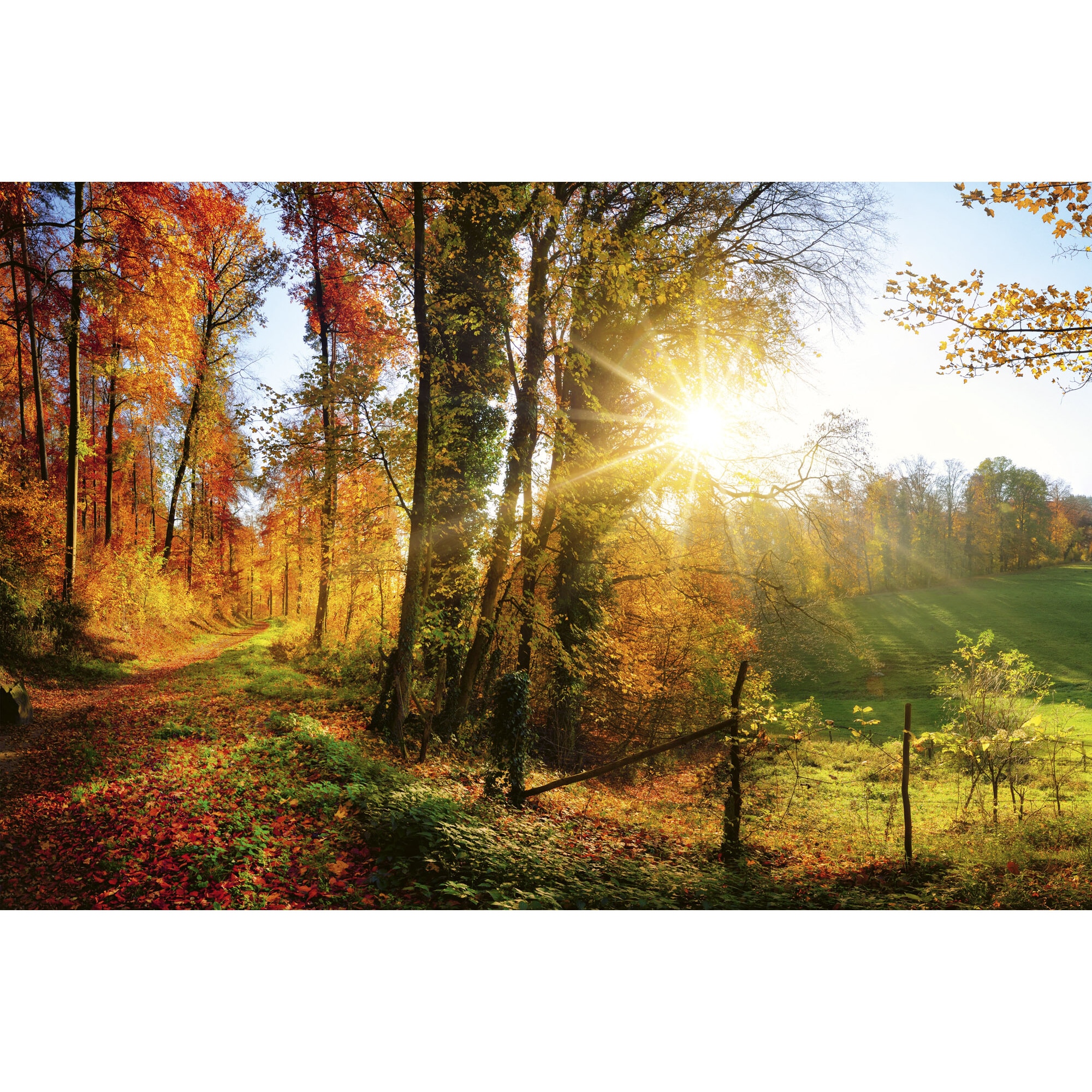 Tapet DIMEX, Model Plimbare in padure, 375 x 250 cm, Netesut ...