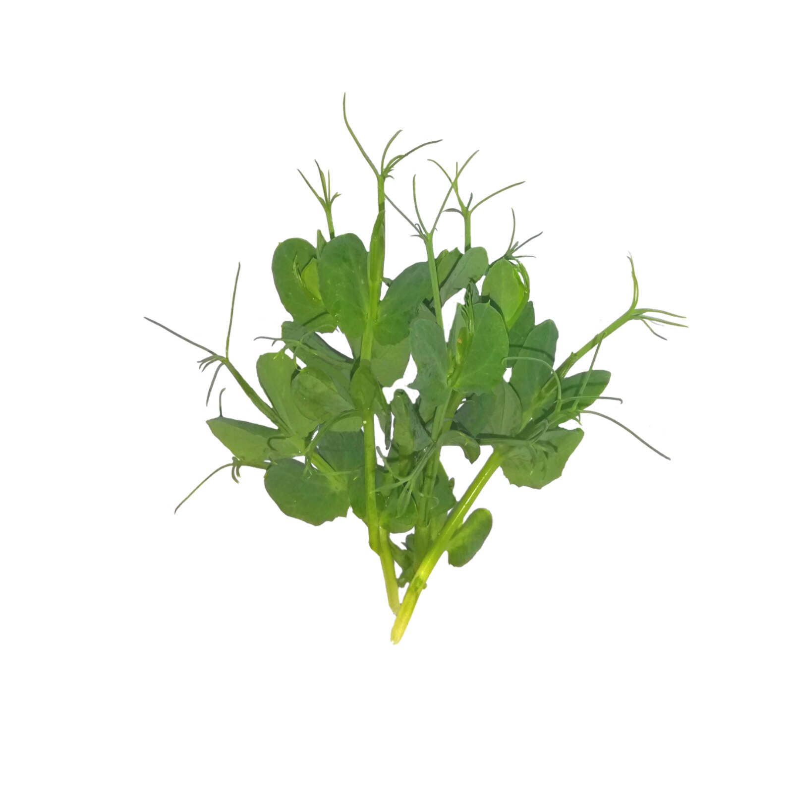 Seminte microplante de Mazare BIO, myGreens, vegan, 200 g - eMAG.ro