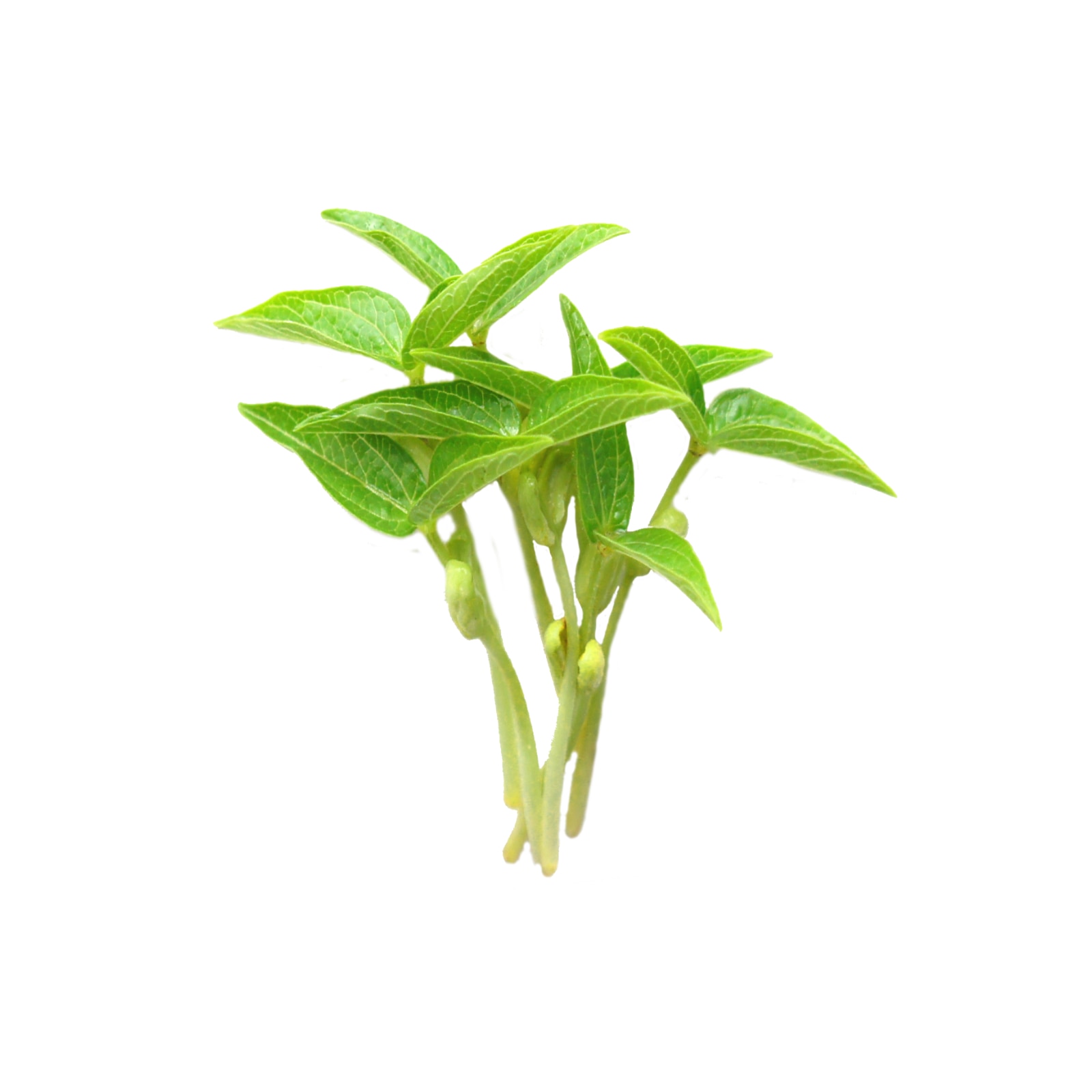 Seminte microplante de Fasole Mung BIO, myGreens, vegan, 100 g - eMAG.ro