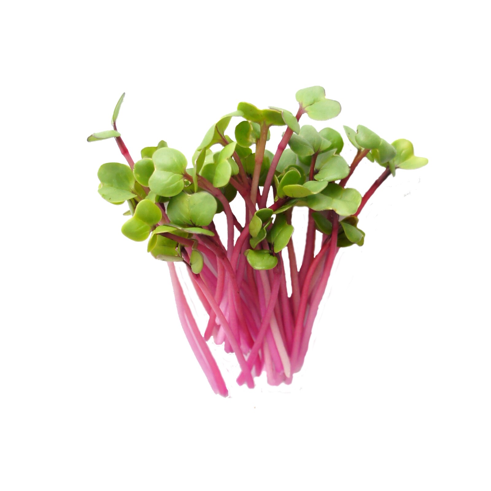 Seminte microplante de Ridiche Rose BIO, myGreens, vegan, 100 g - eMAG.ro