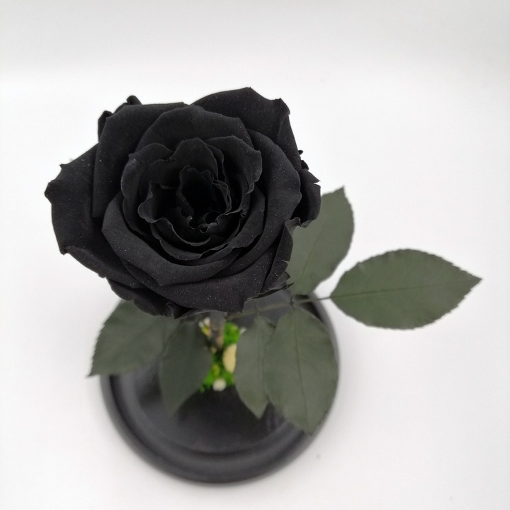 Trandafir Criogenat, negru, pe pat de muschi stabilizat, in cupola de ...