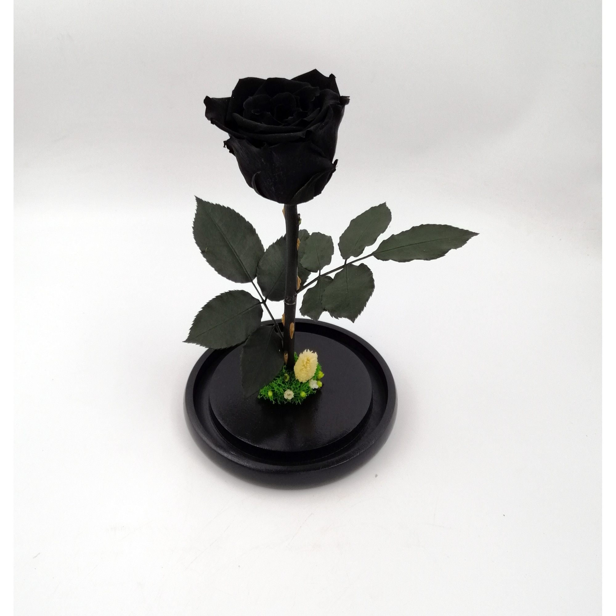 Trandafir Criogenat, negru, pe pat de muschi stabilizat, in cupola de ...