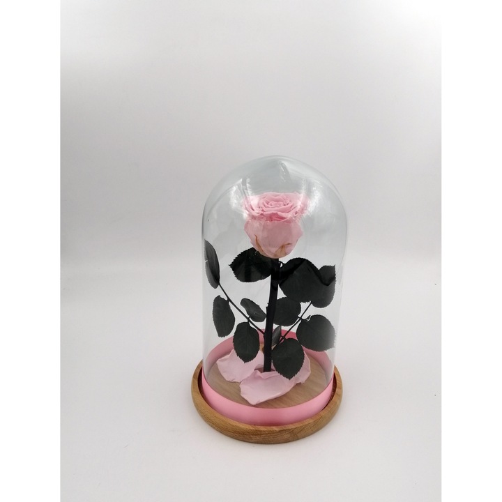 Trandafir Criogenat, roz pal, pe pat de petale, in cupola de sticla ...