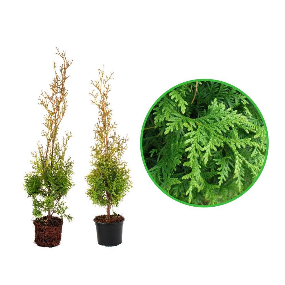 Туя/Thuja Occidentalis Fastigiata височина 30-40см - eMAG.bg