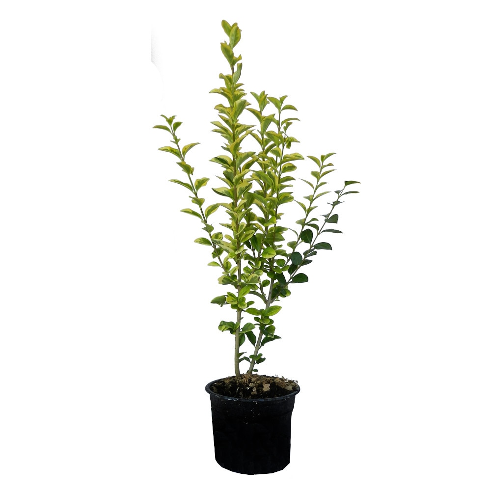 Lemn cainesc variegat - Ligustrum ovalifolium "Zafir" - eMAG.ro