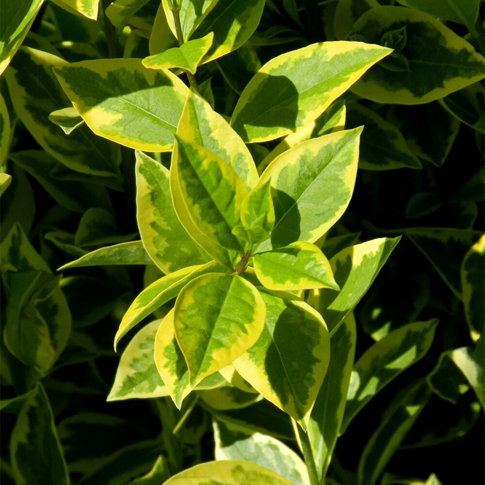 Lemn cainesc variegat - Ligustrum ovalifolium "Zafir" - eMAG.ro