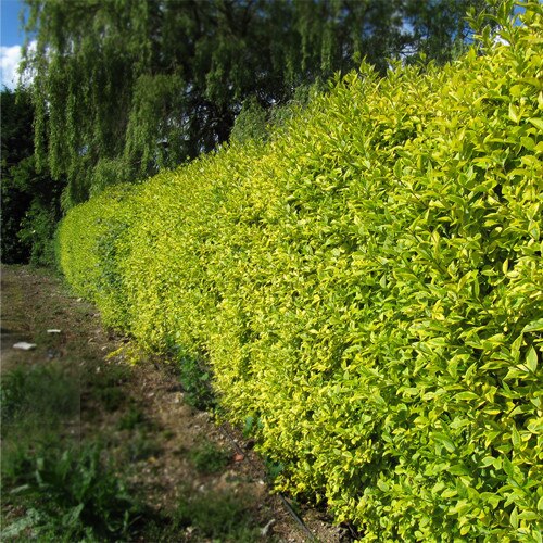 Lemn cainesc variegat - Ligustrum ovalifolium "Zafir" - eMAG.ro
