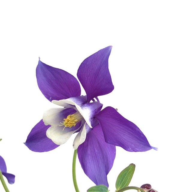 Set de 4 plante - Planta decorativa aquilegia vulgaris - caldarusa ...