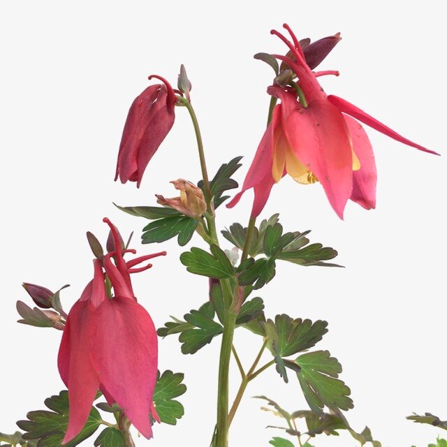 Set de 4 plante - Planta decorativa aquilegia vulgaris - caldarusa ...