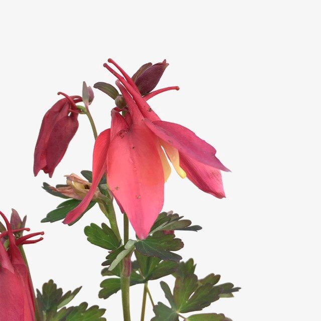 Set de 4 plante - Planta decorativa aquilegia vulgaris - caldarusa ...