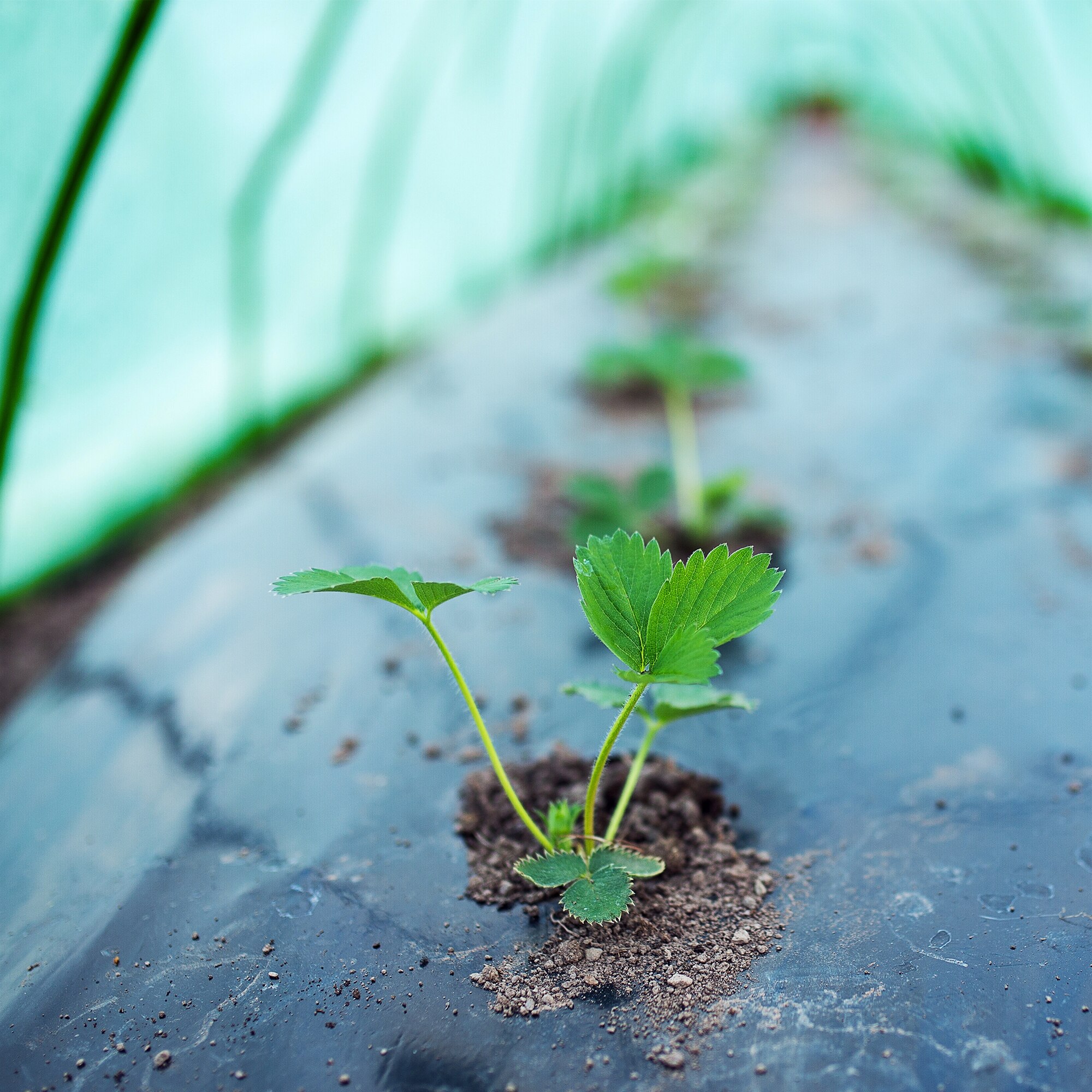 Mini solar de gradina, ECD Germany, 35 x 55 x 300 cm, otel/polietilena ...