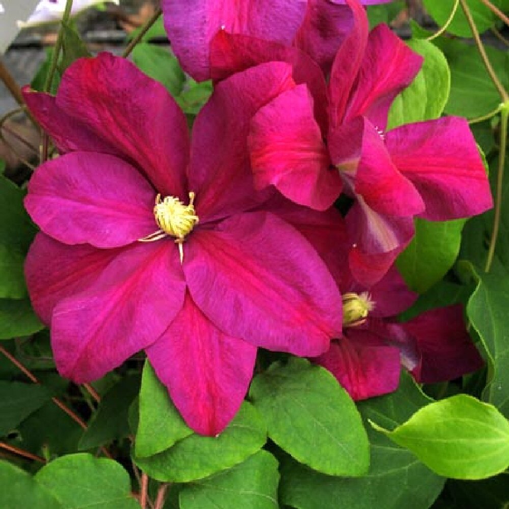 Клематис Clematis Sunset, саксия 2 L, h 40-60 cm - eMAG.bg