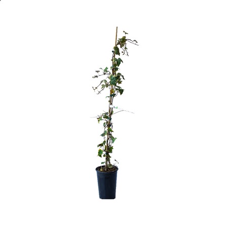 Iedera Aurie, hedera helix Goldchild, ghiveci 2 L, h 60 cm - eMAG.ro