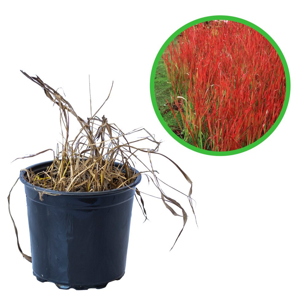 Iarba Rosie Imperata Cylindrica Red Baron, ghiveci 5 L, h 40-60 cm ...