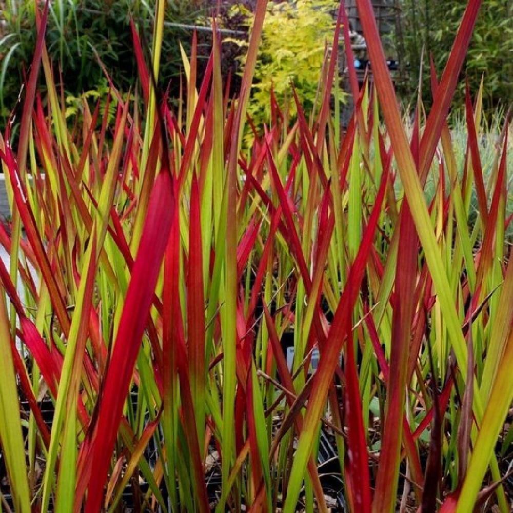 Iarba Rosie Imperata Cylindrica Red Baron, ghiveci 5 L, h 40-60 cm ...