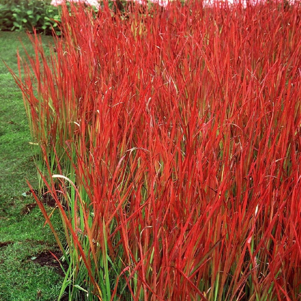 Iarba Rosie Imperata Cylindrica Red Baron, ghiveci 5 L, h 40-60 cm ...