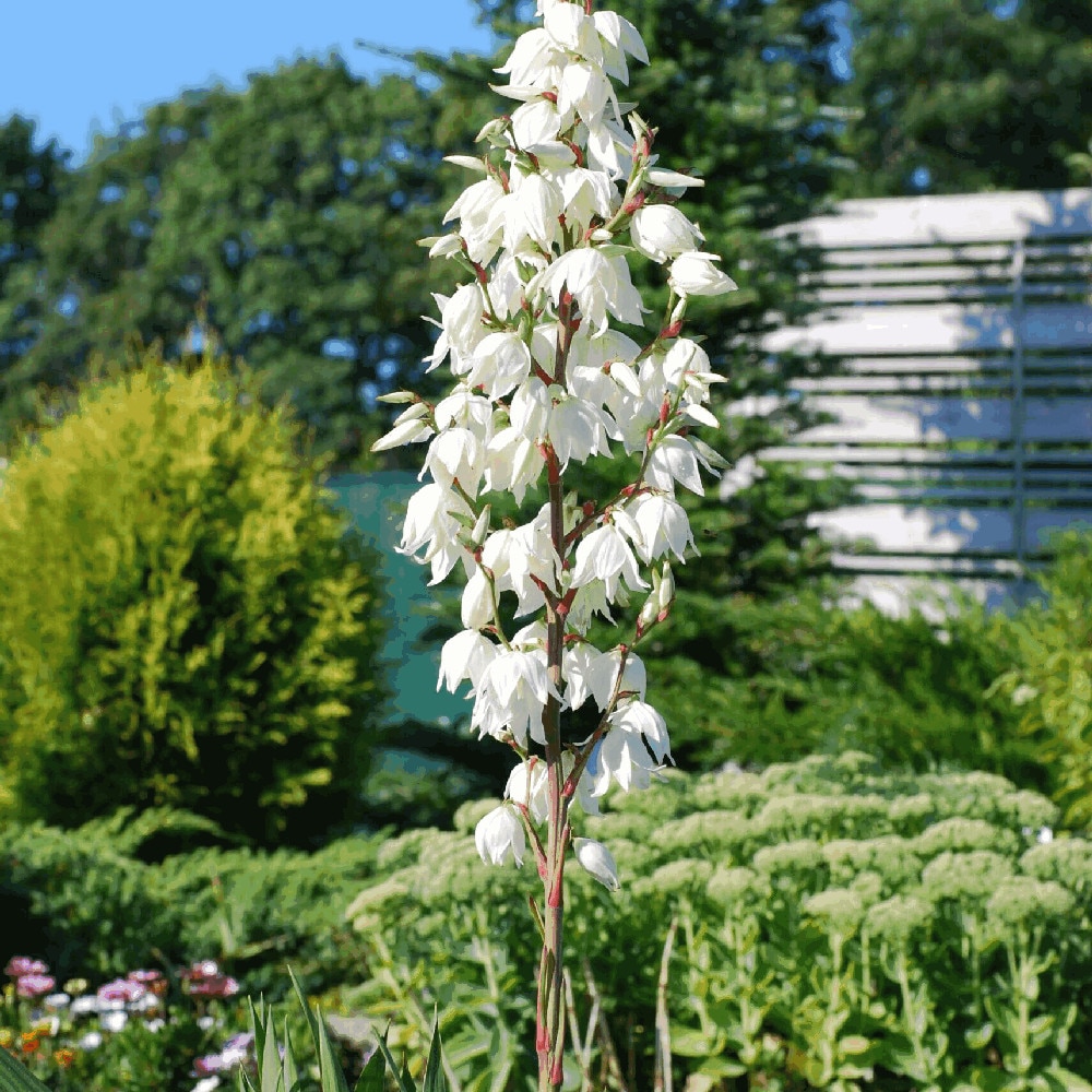 Yucca de gadina Yucca Filamentosa, ghiveci 9 L, 30-40 cm - eMAG.ro