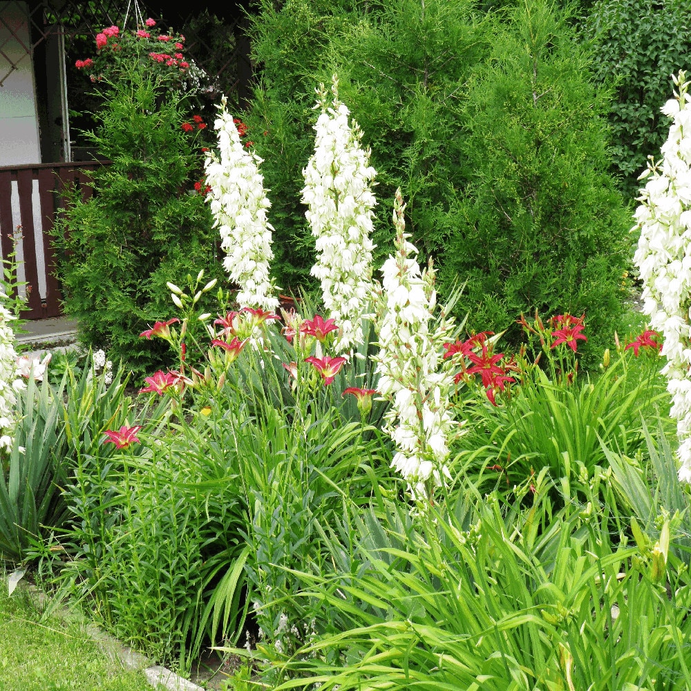 Yucca de gadina Yucca Filamentosa, ghiveci 9 L, 30-40 cm - eMAG.ro