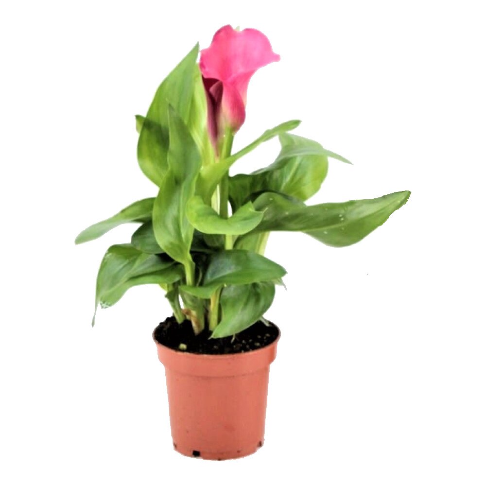 Calla Lily, Zantedeschia Captain Cheerio, ghiveci, H27cm - eMAG.ro