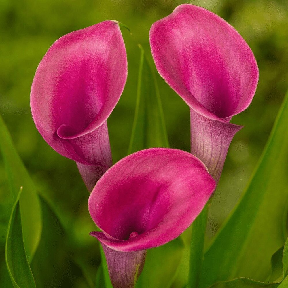 Calla Lily, Zantedeschia Captain Cheerio, ghiveci, H27cm - eMAG.ro