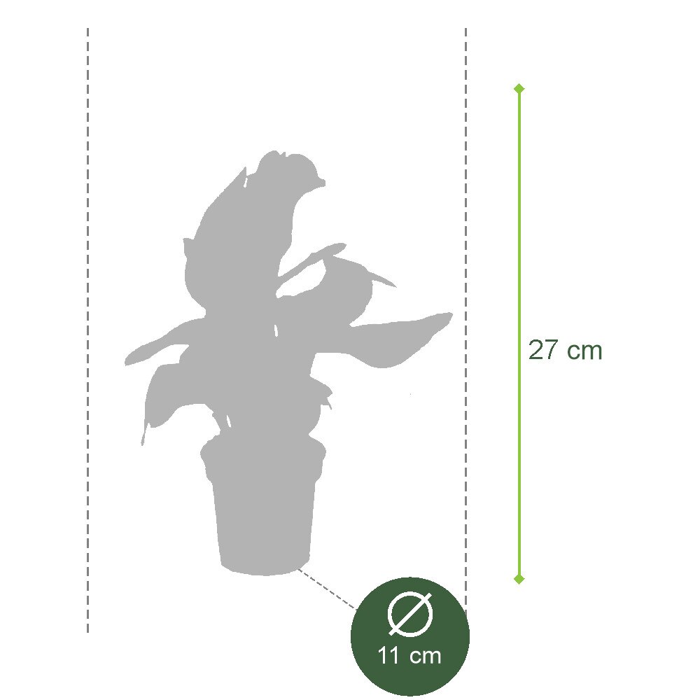 Calla Lily, Zantedeschia Captain Cheerio, ghiveci, H27cm - eMAG.ro