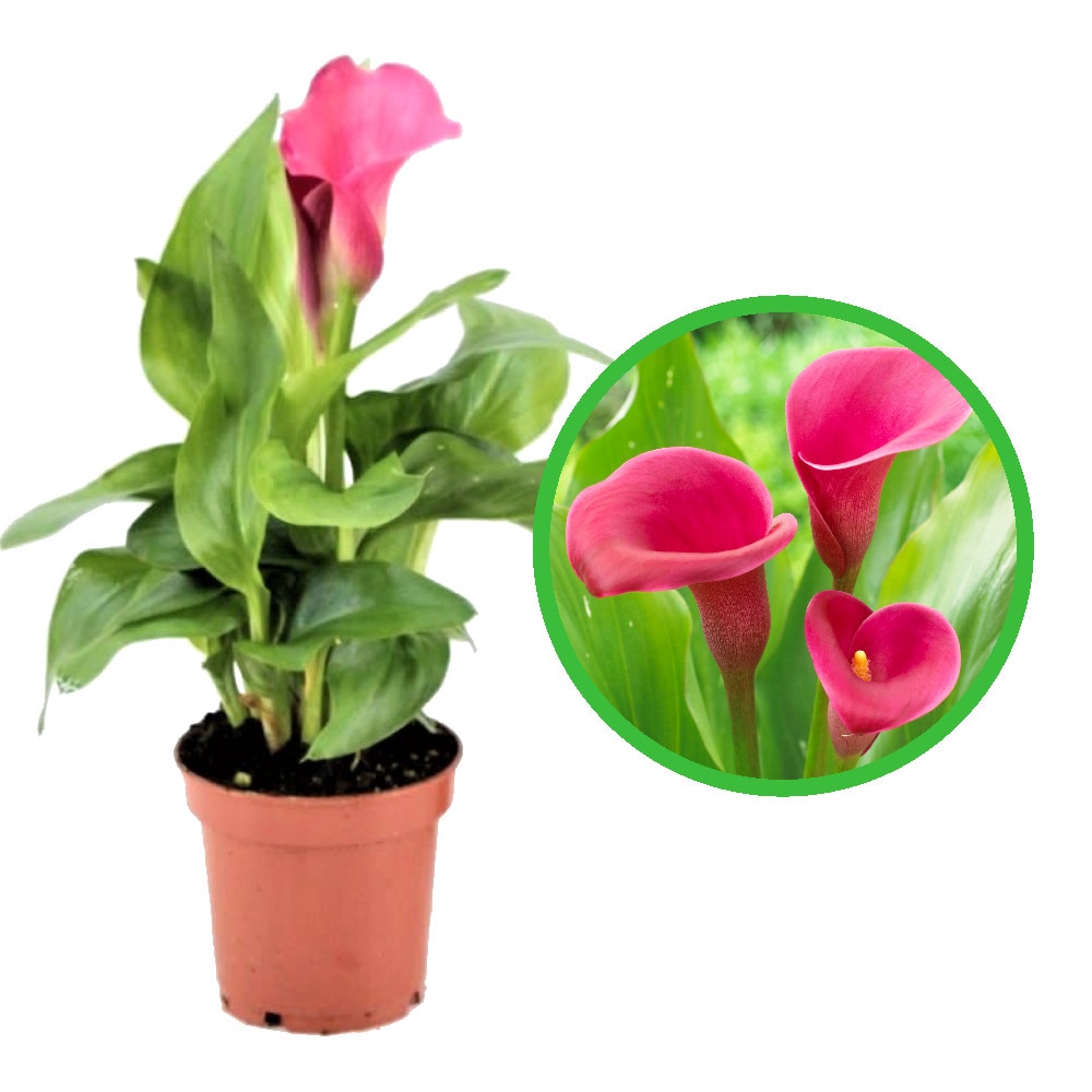 Calla Lily, Zantedeschia Captain Cheerio, ghiveci, H27cm - eMAG.ro