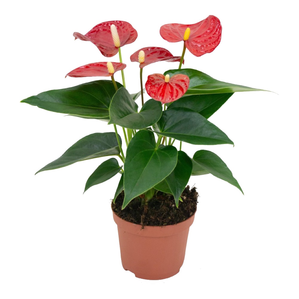 Planta Flamingo Anthurium Sierra Rosu, ghiveci, h 25 cm - eMAG.ro