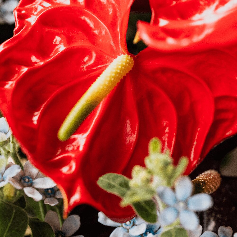 Planta Flamingo Anthurium Sierra Rosu, ghiveci, h 25 cm - eMAG.ro