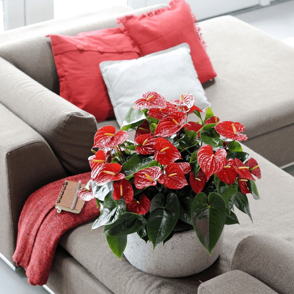 Planta Flamingo Anthurium Sierra Rosu, ghiveci, h 25 cm - eMAG.ro