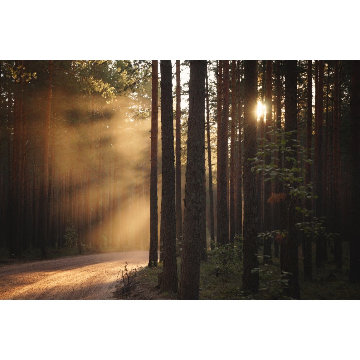 Fototapet hartie, Soarele printre copaci in padurea intunecata, 200x300 ...