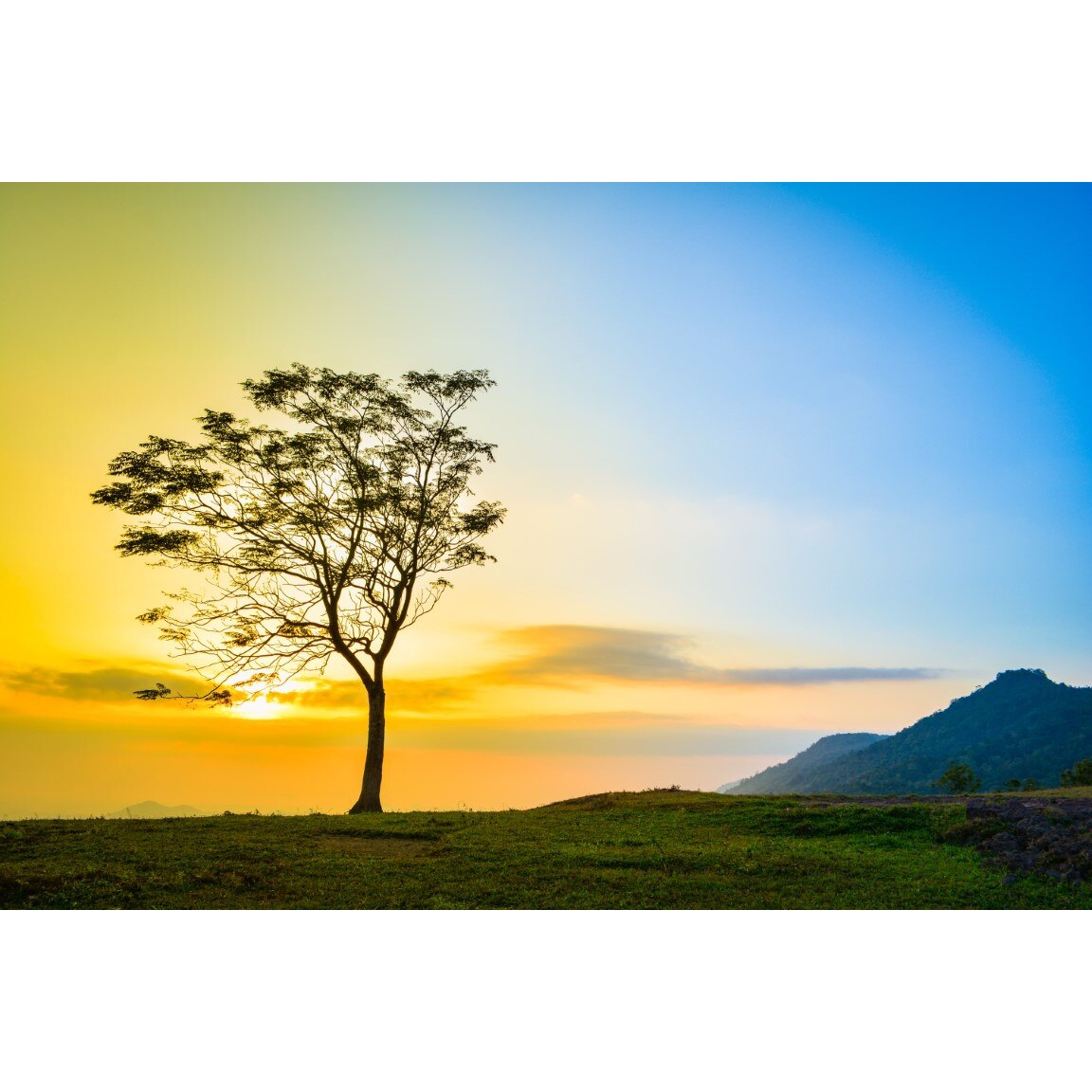 Fototapet hartie, Copacul singuratic la rasarit, 220x360 cm - eMAG.ro