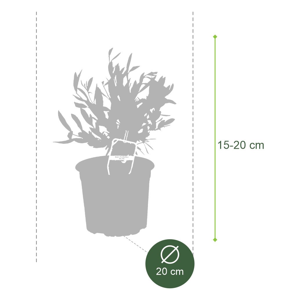 Maslin (Olea Europaea), Ghiveci 3L, h15-20cm Globular - eMAG.ro