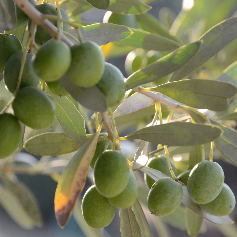 Maslin (Olea Europaea), Ghiveci 3L, h15-20cm Globular - eMAG.ro