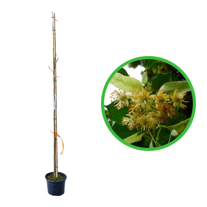 Tei cu frunza mare, (Tilia platyphyllos) Ghiveci 5 litri, 60-90 cm ...