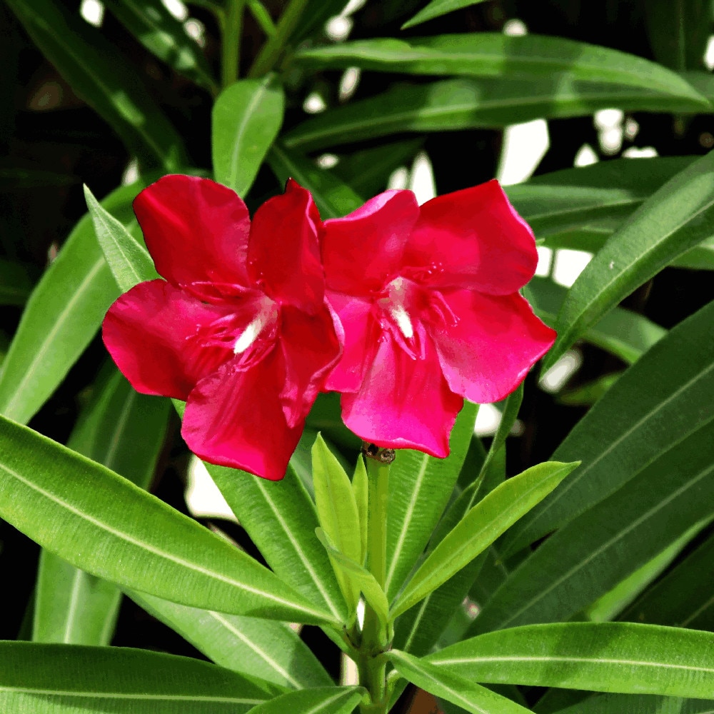 Leandru (Nerium Oleander Rosu) 9L саксия, 80-100см - eMAG.bg