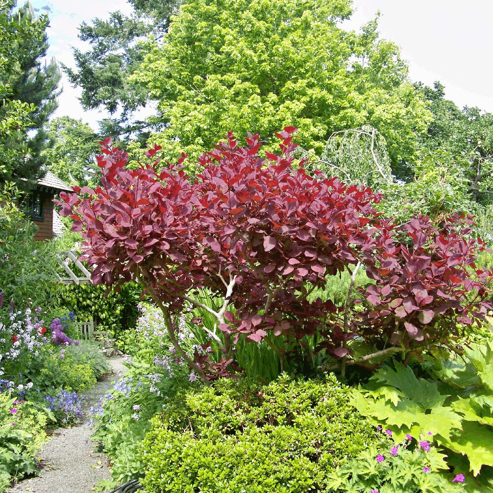 Scumpie (Cotinus royal purple) ghiveci 3L, 60cm - eMAG.ro