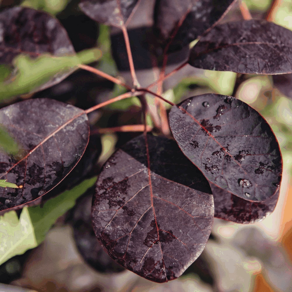 Scumpie (Cotinus royal purple) ghiveci 3L, 60cm - eMAG.ro