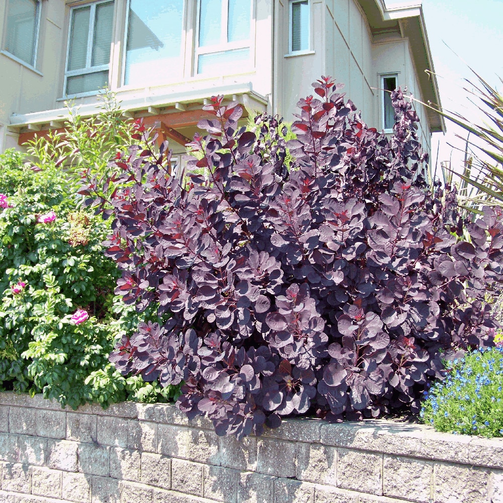 Scumpie (Cotinus royal purple) ghiveci 3L, 60cm - eMAG.ro