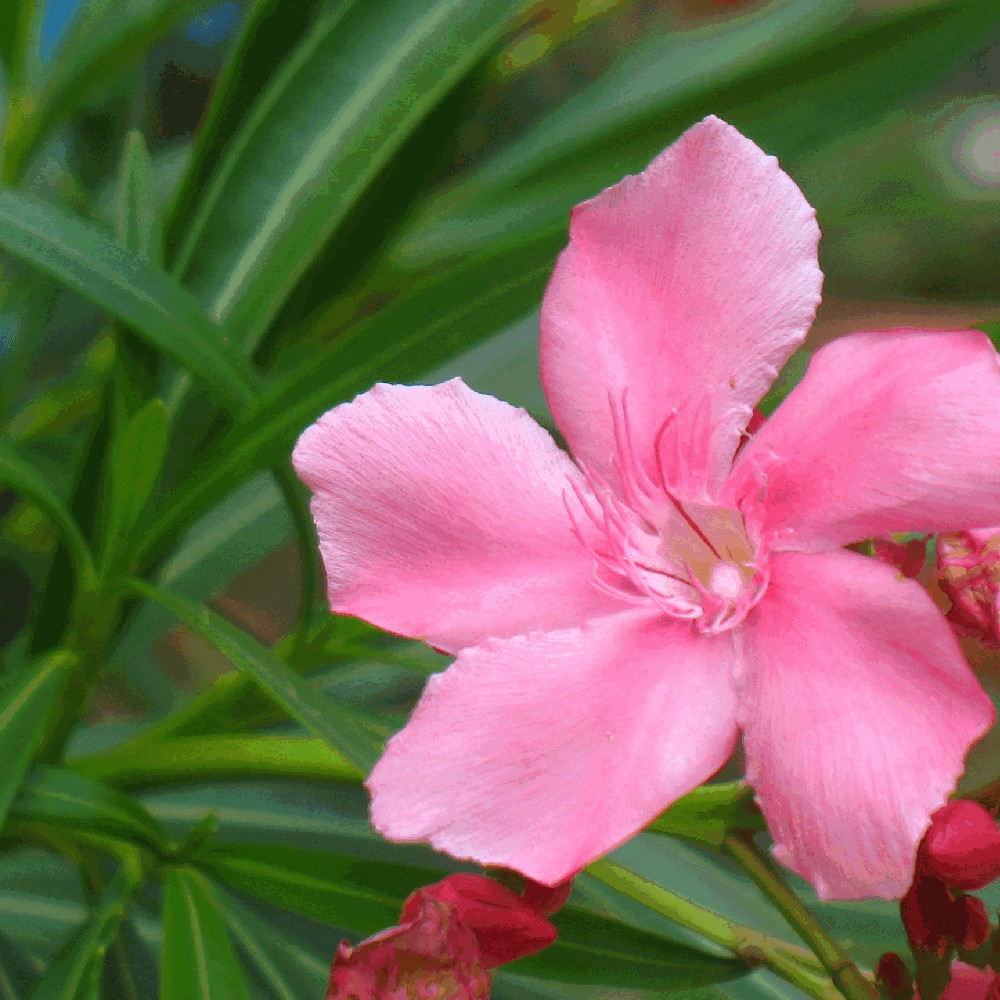 Leandru (Nerium Oleander Roz) ghiveci 9L, 80-100cm - eMAG.ro