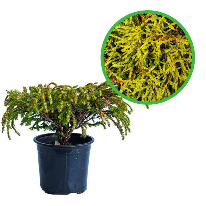 Tuia Thuja Occidentalis Golden Tuffet, ghiveci 1 L, h 20-30 cm - eMAG.ro
