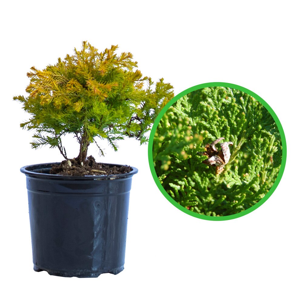 Tuia, (Thuja occ. Rheingold) Ghiveci 1 litru - eMAG.ro