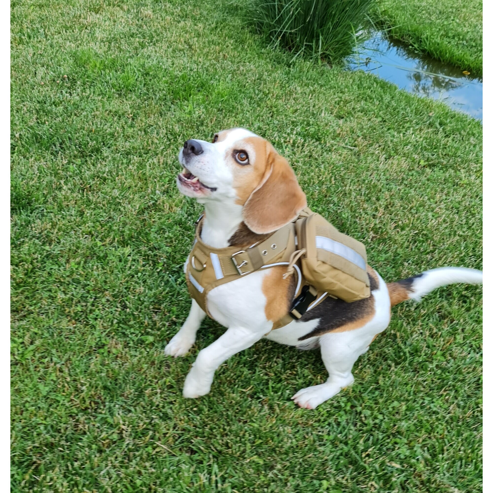 Ham Tactic SK9, Ham militar pentru caine, M, Reflectorizant, calitate ...