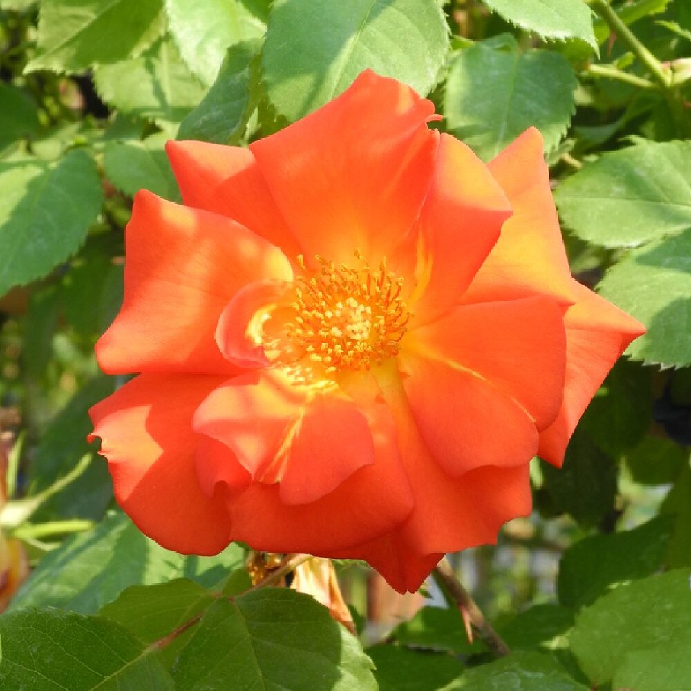 Trandafir Catarator Lea Massari ghiveci 5L inaltime 180-200 cm - eMAG.ro