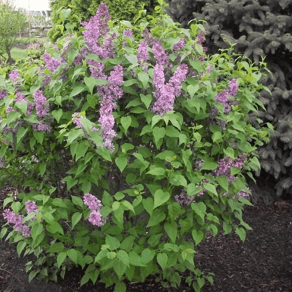 Liliacul comun (Syringa vulgaris) ghiveci 7L, 60cm - eMAG.ro