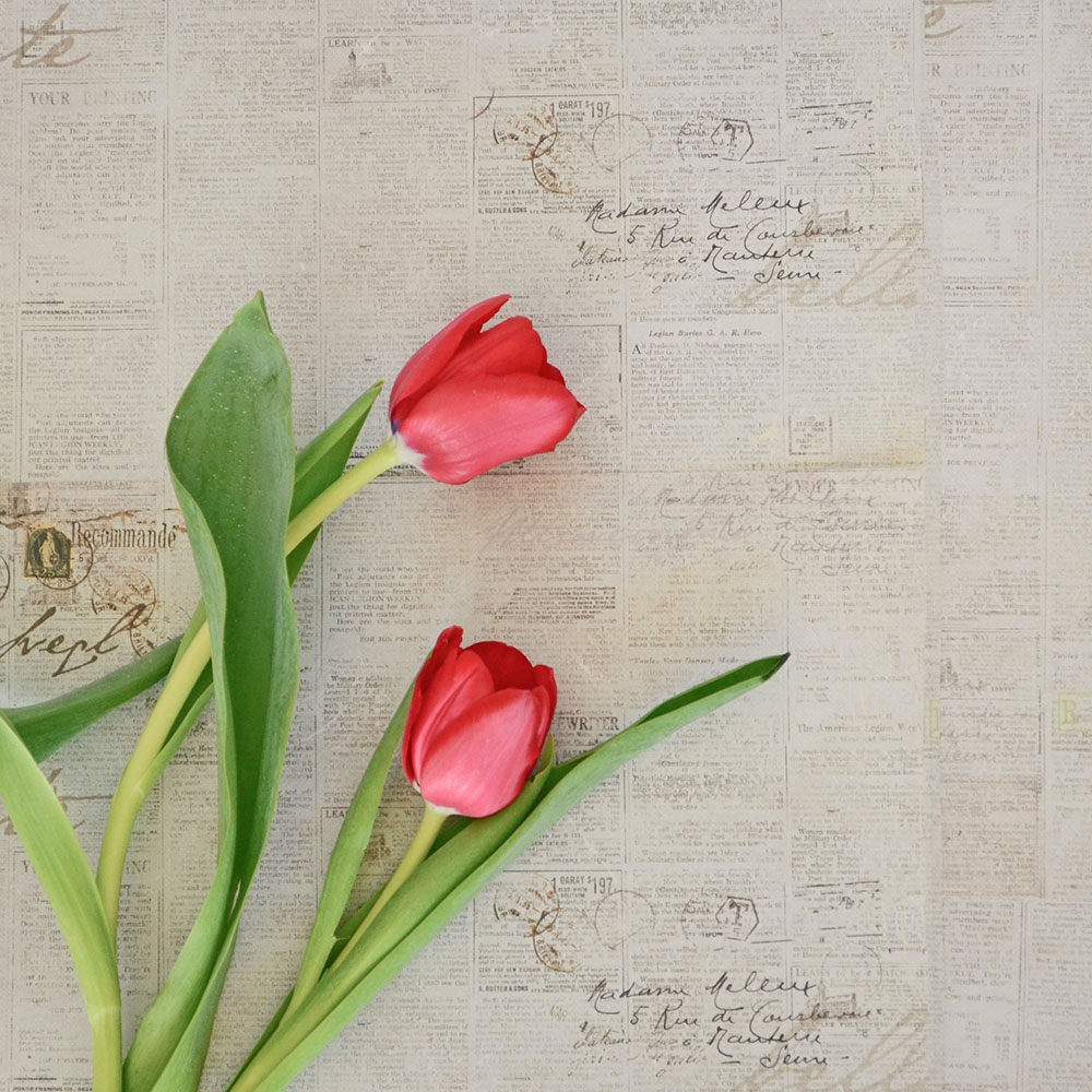 Autocolant Art Star pentru mobilier, Lalele rosii pe documente vechi ...