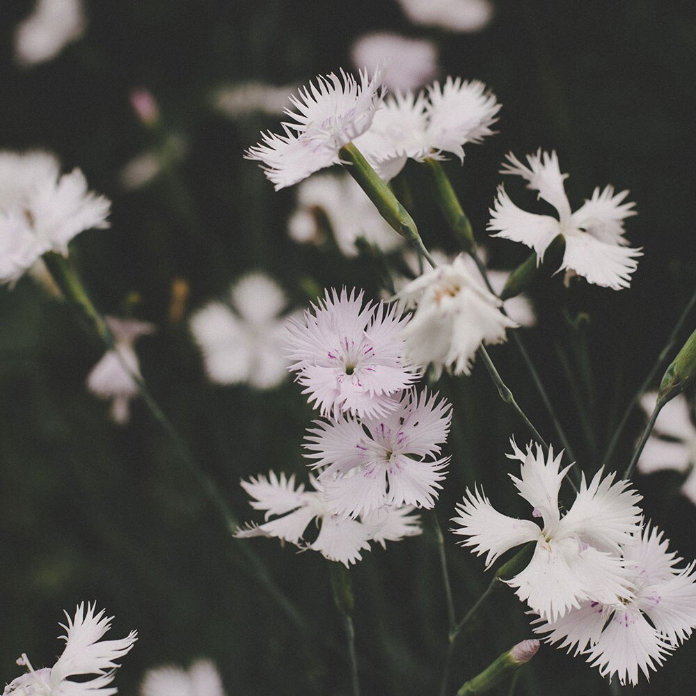 Autocolant Art Star pentru mobilier, Garofite albe de stanca, Flori ...