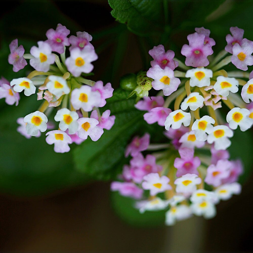 Autocolant Art Star pentru mobilier, Flori mici, combinate, Flori ...